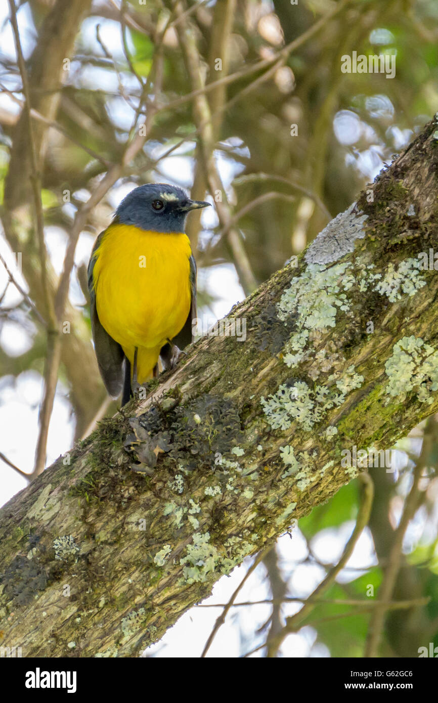 White starred robin hi-res stock photography and images - Alamy