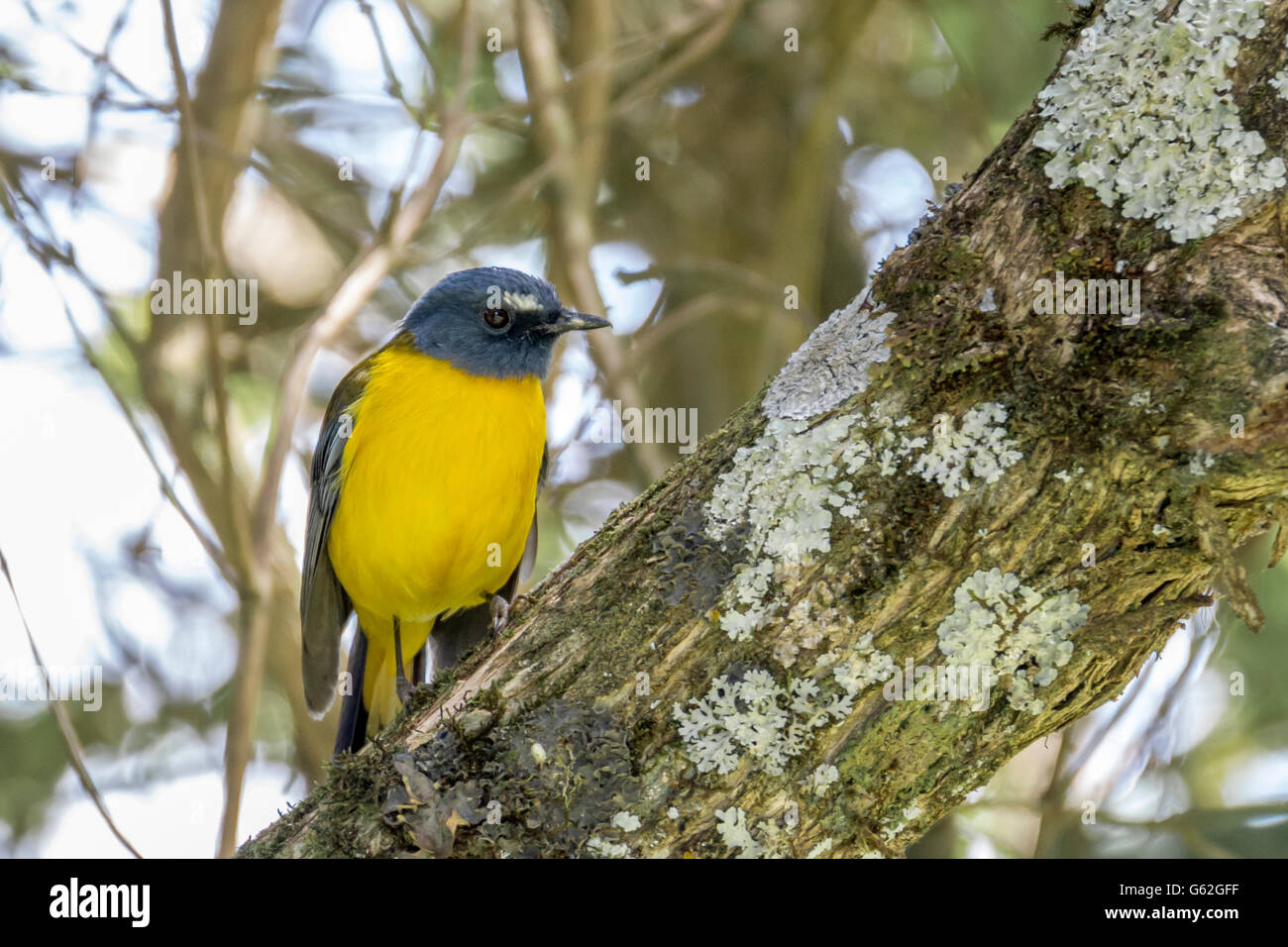 White-starred robin perched on a tree in the shade, front view looking ...