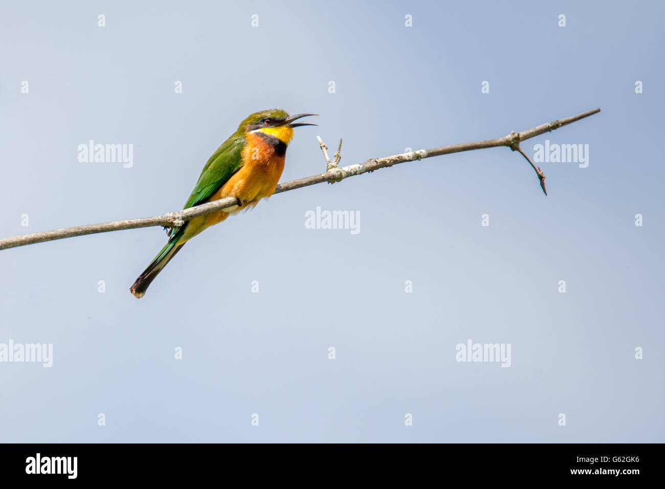 Cinnamon-chested Bee-eater Merops oreobates Aberdare National Park ...