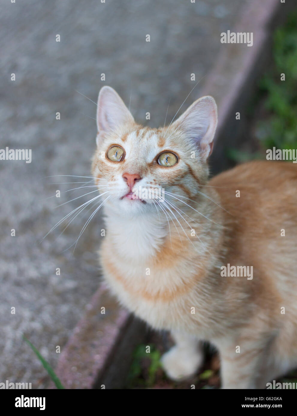 Ginger cat with big hypnotizing eyes, looking up Stock Photo - Alamy