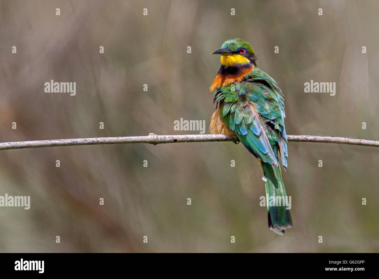 Cinnamon-chested Bee-eater perched on a branch Aberdare National Park ...