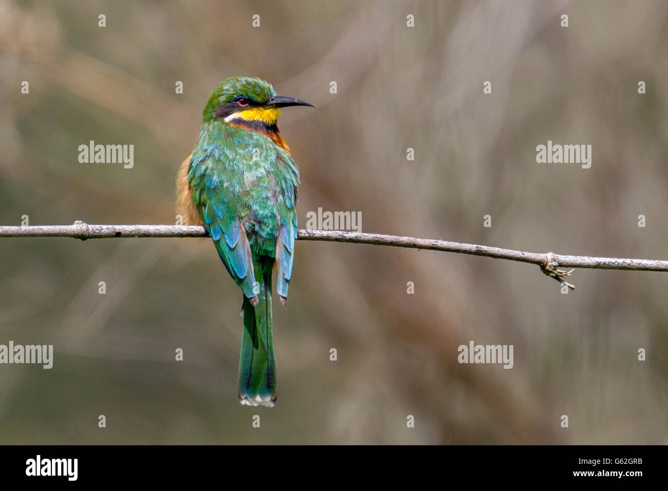 Cinnamon-chested Bee-eater, Aberdare National Park Kenya Africa Stock ...
