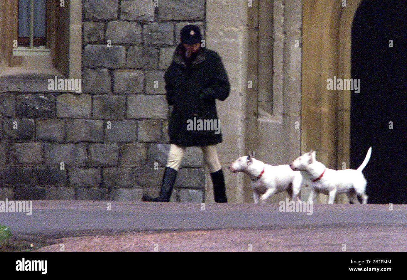 Princess Anne walking dogs Stock Photo - Alamy