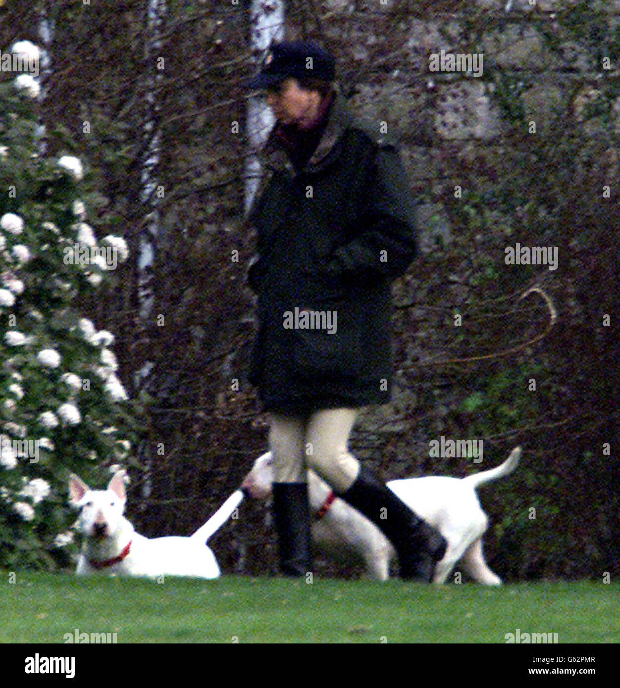 The princess royal walking her dogs at windsor castle 21 11 02 hi-res ...