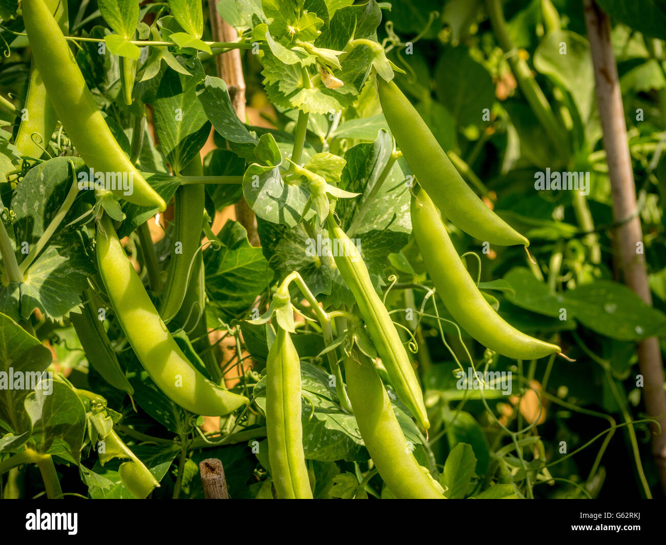 Peas growing outdoors Stock Photo - Alamy