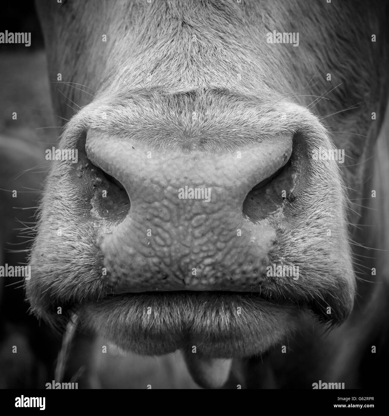 Nose nostrils face hi-res stock photography and images - Alamy