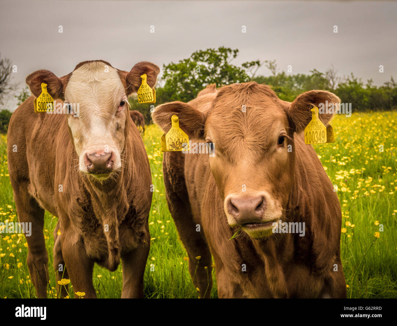 Calves in field Stock Photo - Alamy