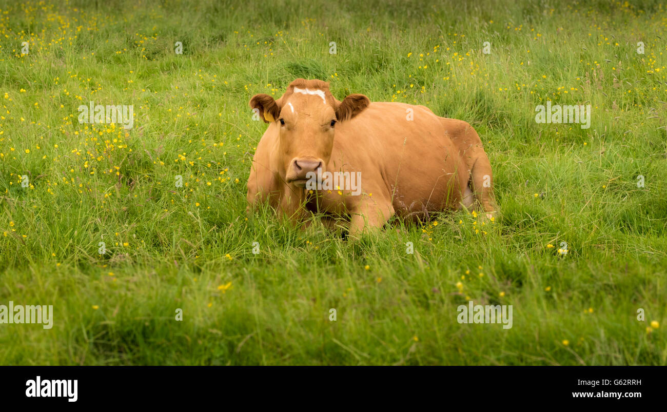Cow lying down hi-res stock photography and images - Alamy
