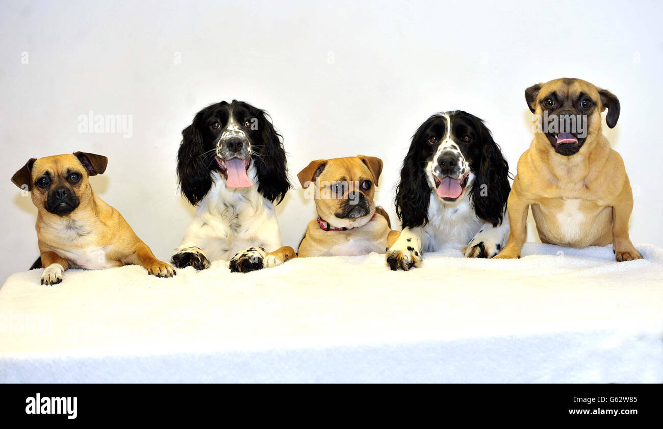 RSPCA annual report Stock Photo - Alamy