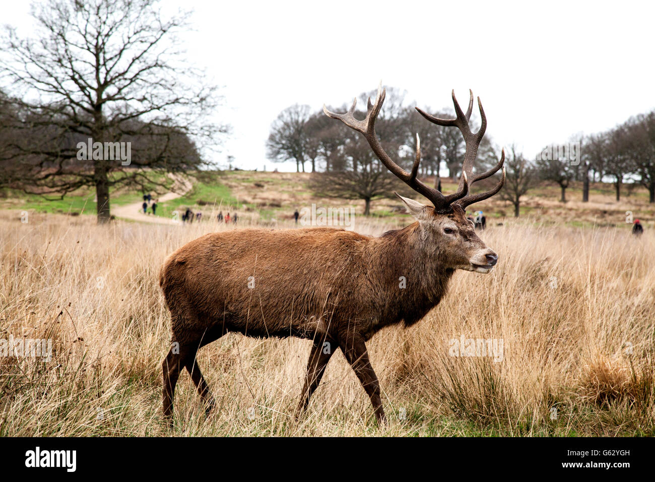 Stag walking trough grass hi-res stock photography and images - Alamy