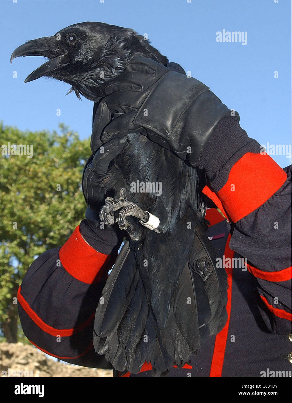 Tower of london beefeater raven hi-res stock photography and images - Alamy
