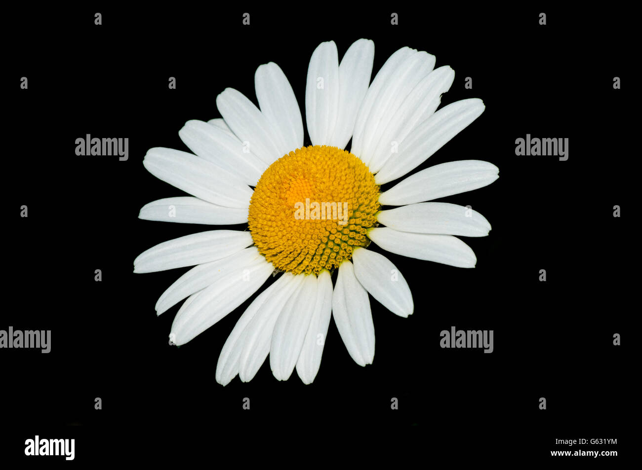 A Daisy Closeup macro shot out in the wild Stock Photo - Alamy