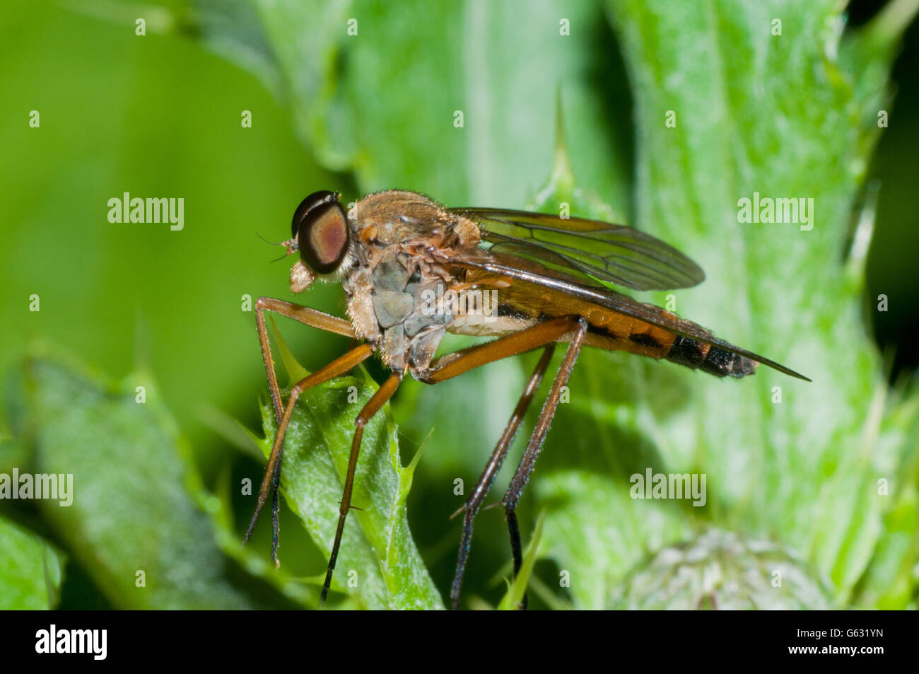 Robber fly on leaf hi-res stock photography and images - Alamy