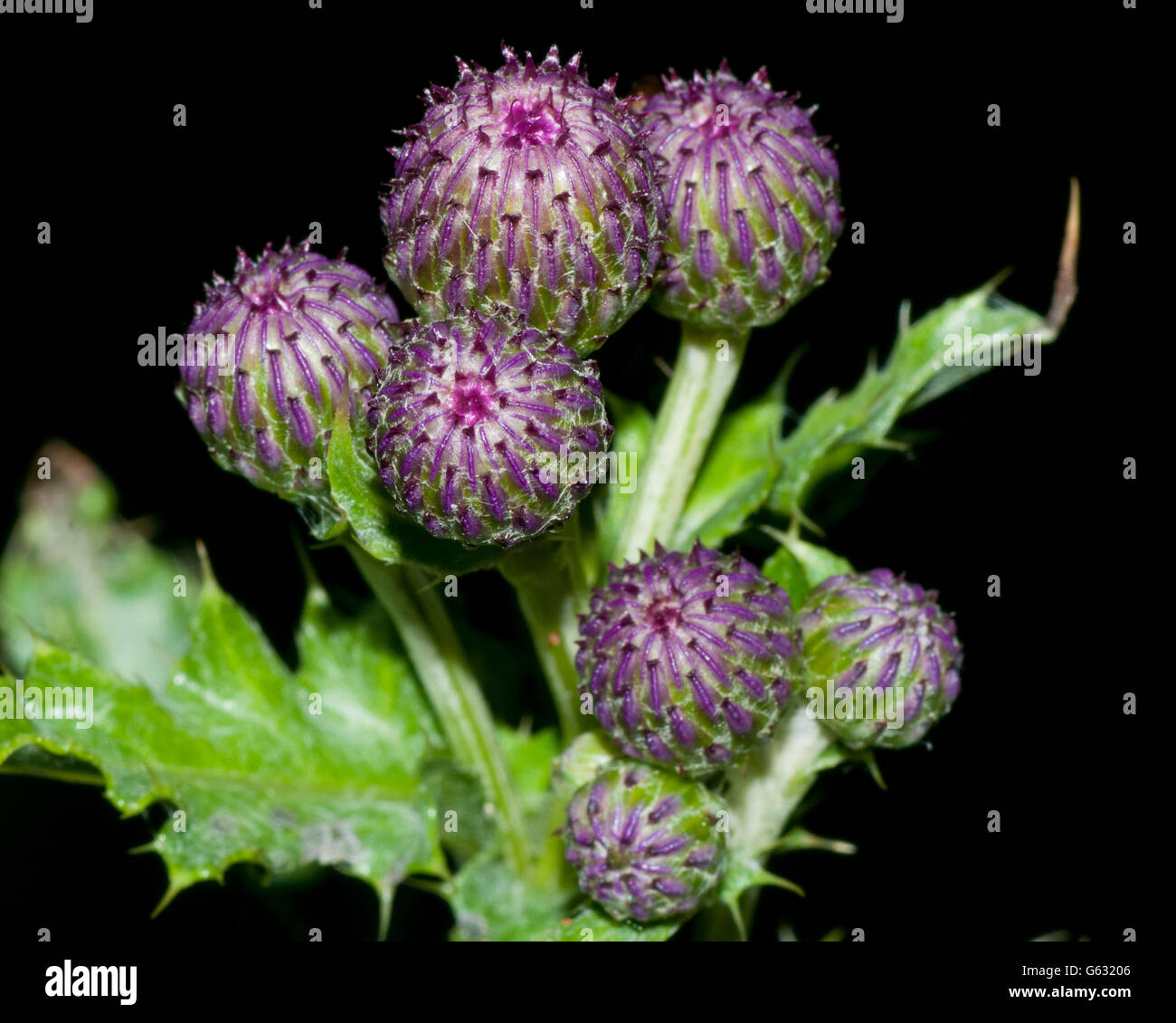 A macro closeup of a Thistle Blossom Stock Photo - Alamy