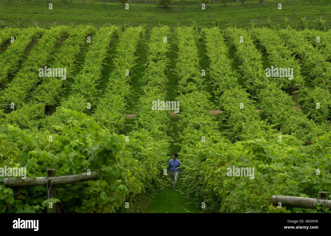 Grape Harvest Increase Stock Photo - Alamy