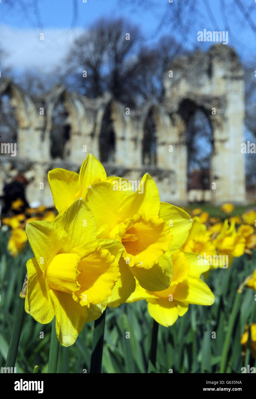 Daffodils on display in the spring sunshine next to the ruins of St ...