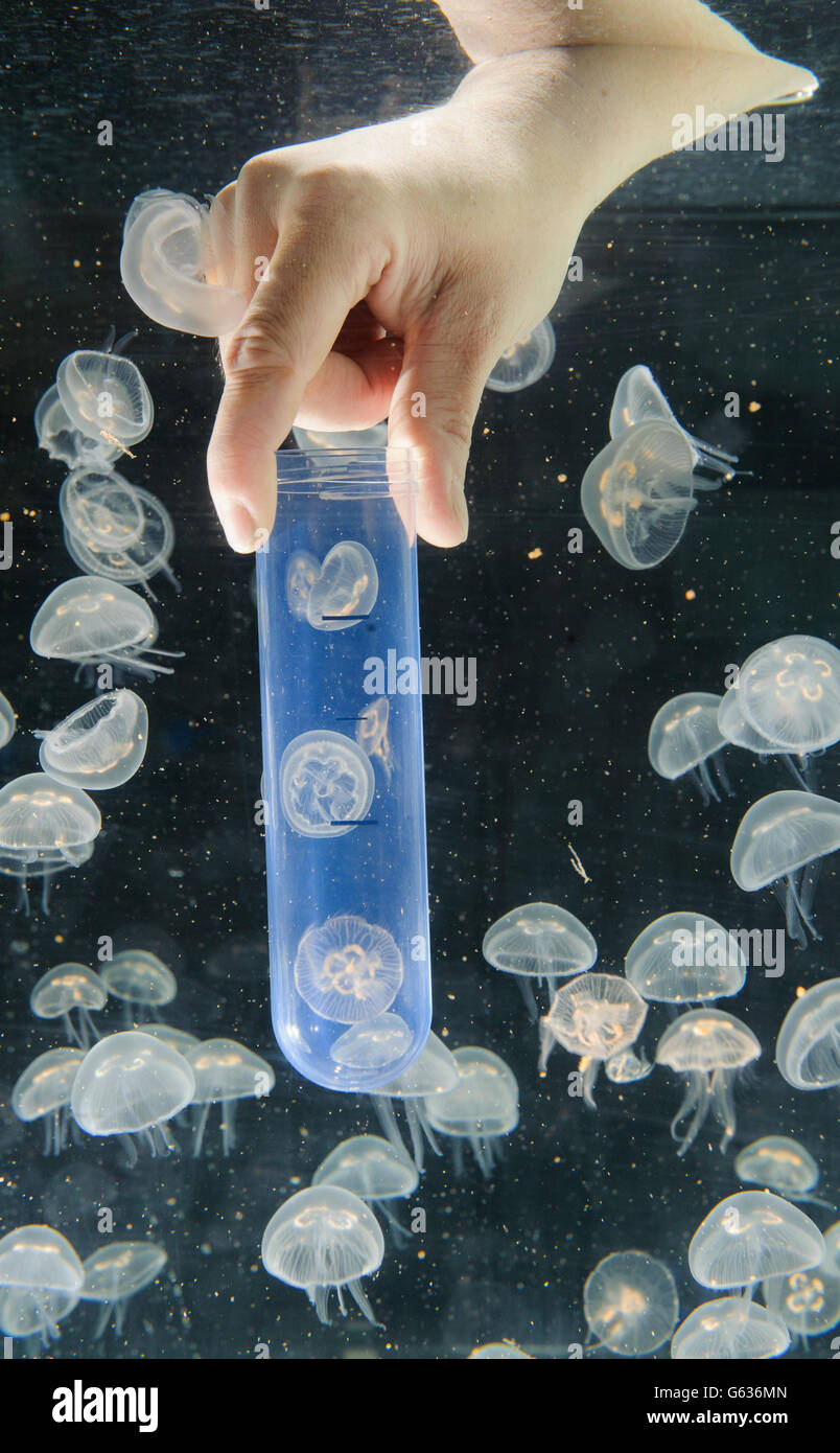 Baby Moon Jellyfish