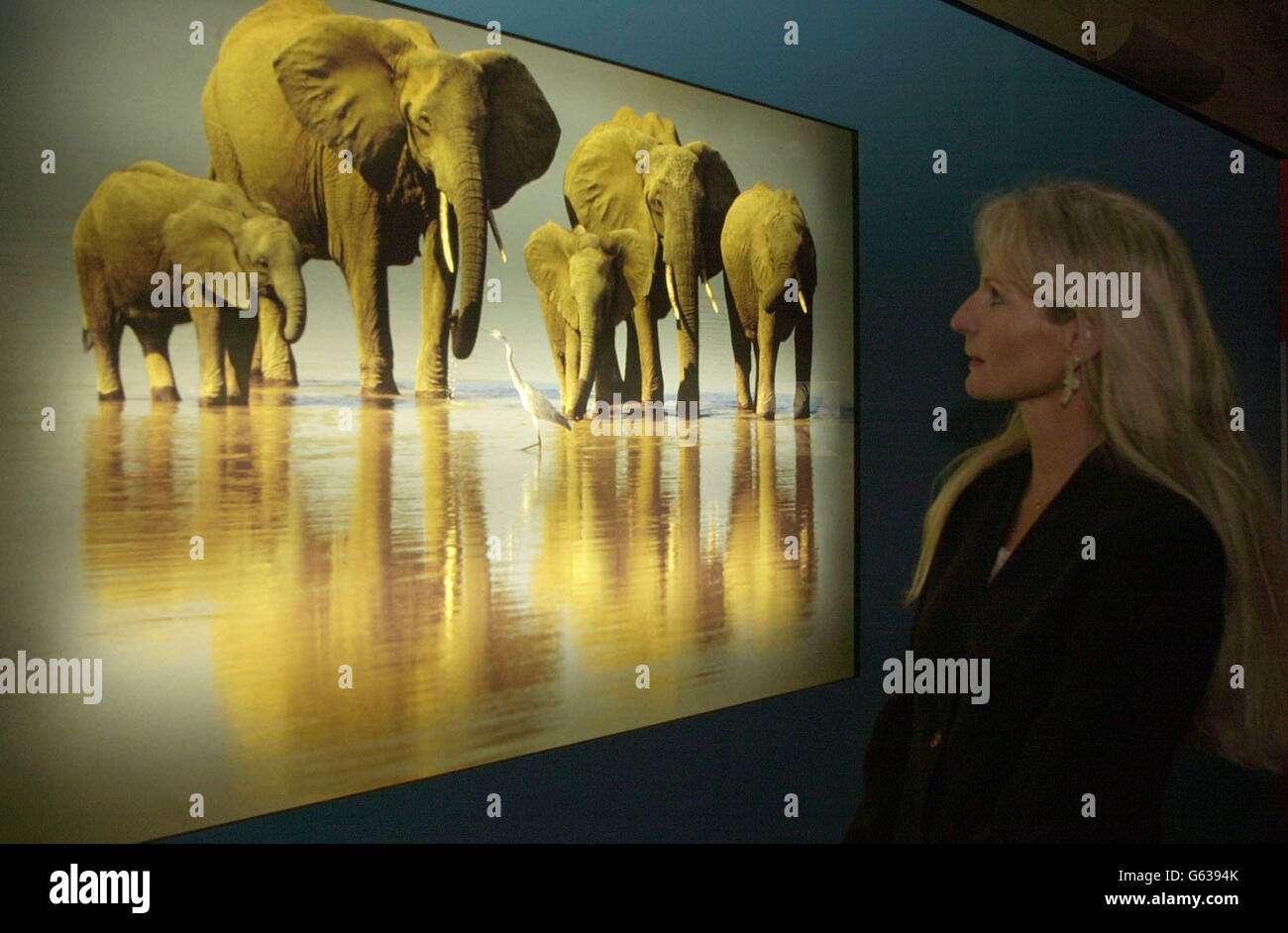 Kenyan wildlife photographer Angie Scott, stands beside her winning ...
