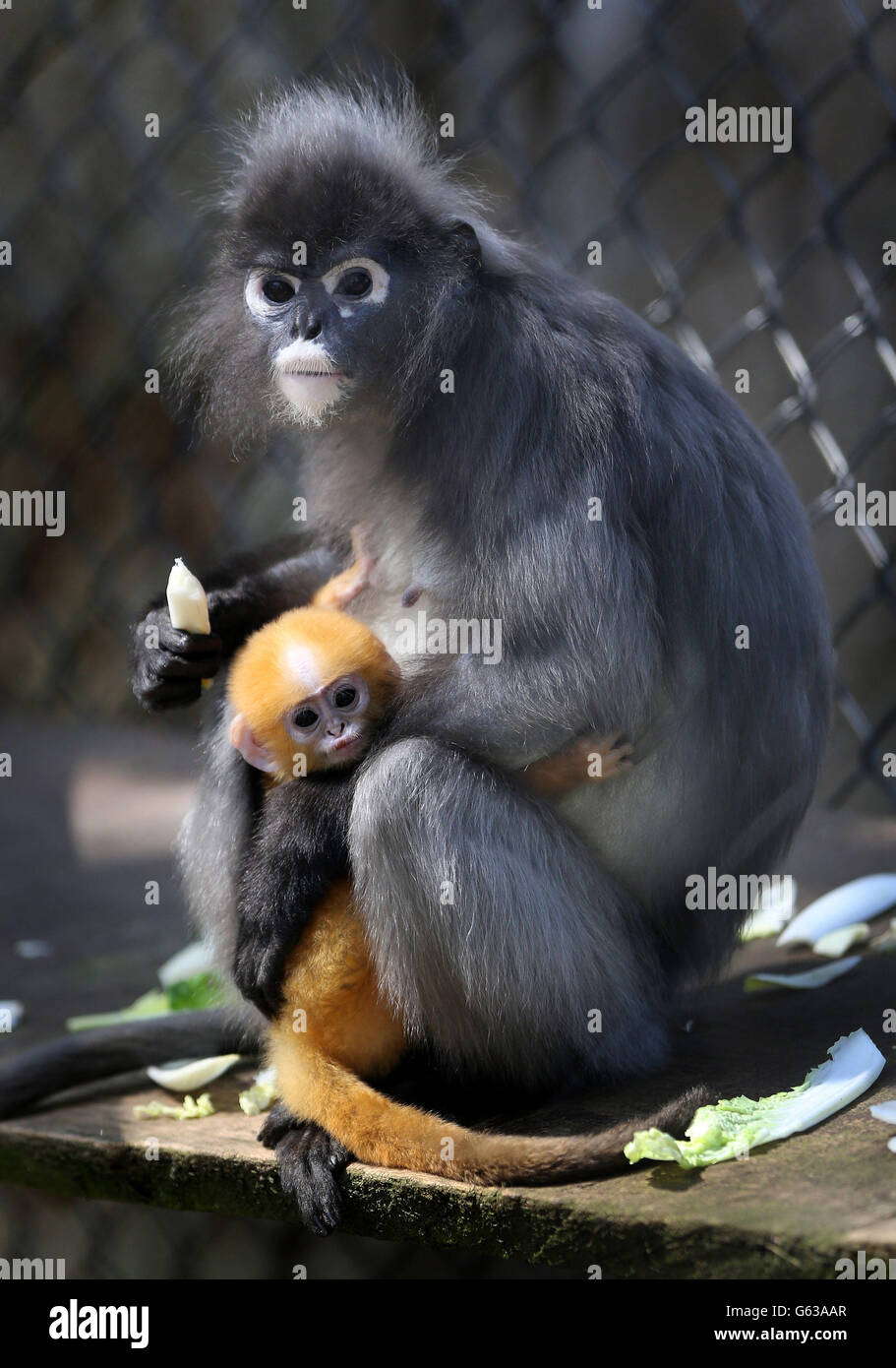 Baby monkeys howletts wild animal park hi-res stock photography and ...
