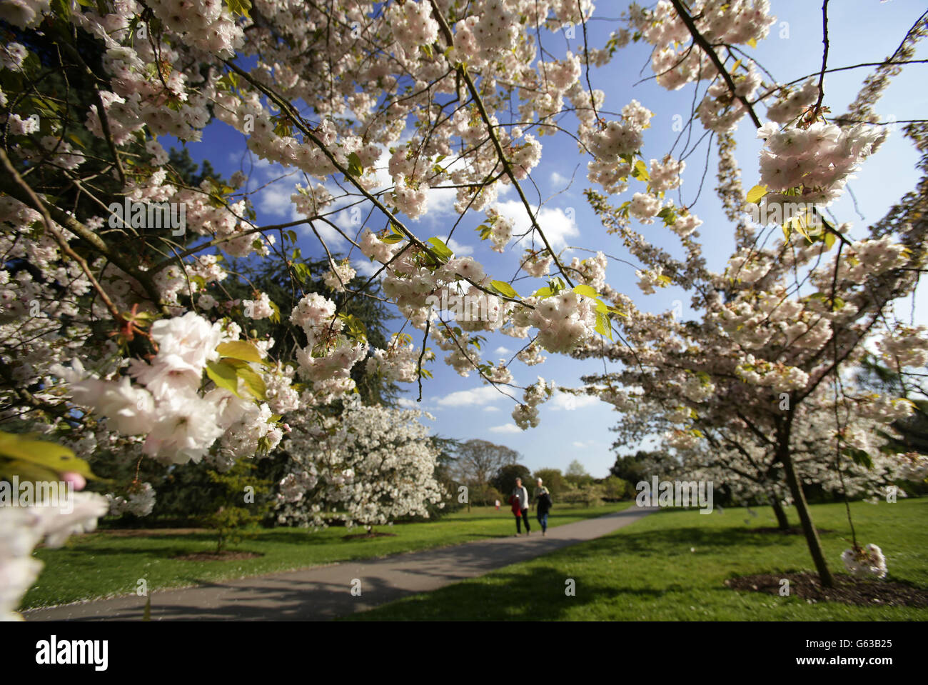 Visitors enjoy the cherry blossom at Kew Gardens, west London Stock ...
