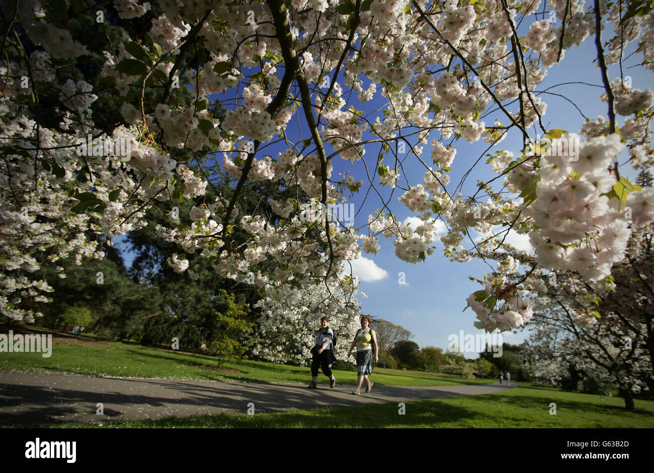 Visitors enjoy the cherry blossom at Kew Gardens, west London Stock ...