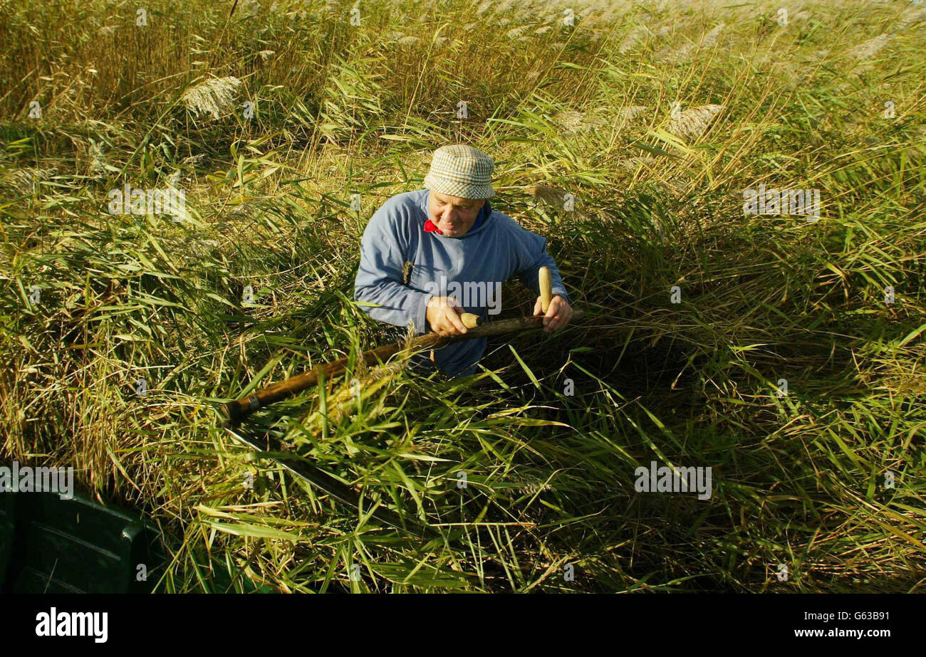 Reed cutter Eric Edwards - one of just 15 left in the region - at work ...