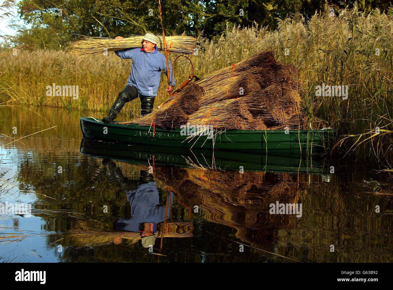 Reed cutter Eric Edwards - one of just 15 left in the region - at work ...
