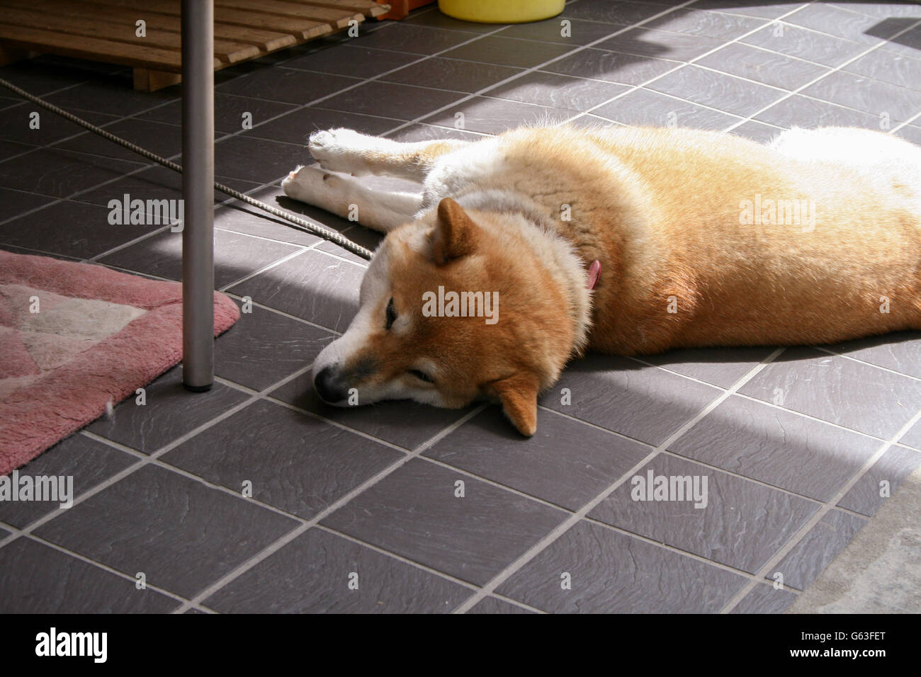 Dog in Japan Stock Photo - Alamy