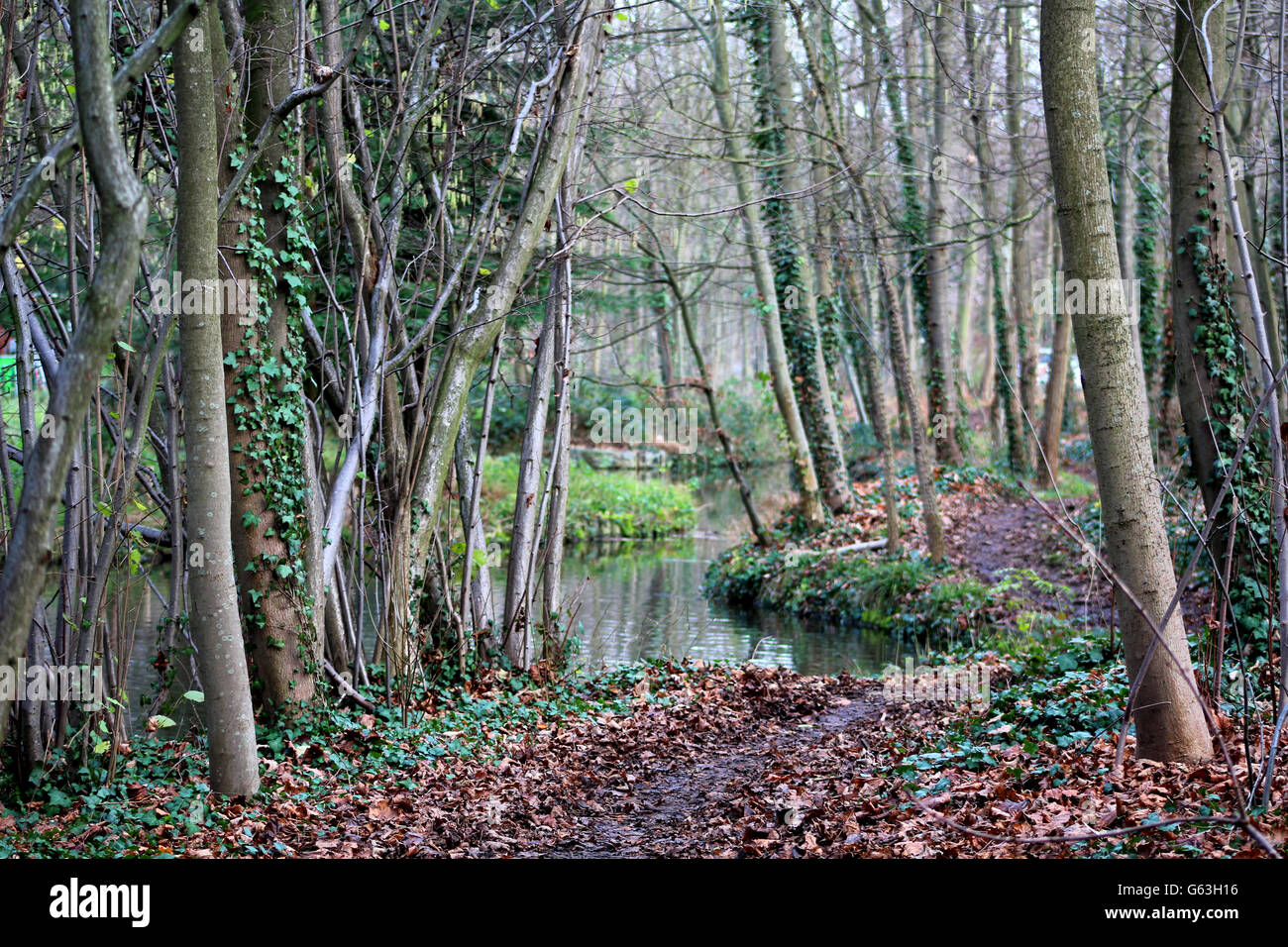 Stream in the Woods Stock Photo - Alamy