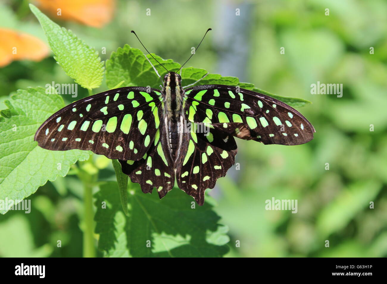 Green and Black Butterfly Stock Photo - Alamy