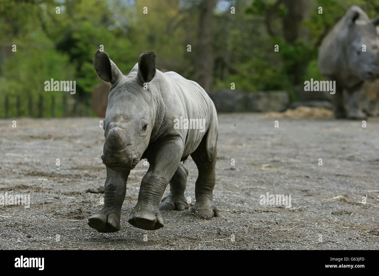 Dublin Zoo's newest arrival, a baby boy Southern White Rhinoceros calf ...