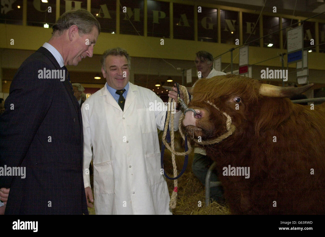 Royal agriculture cows prince of wales prince charles hi-res stock ...