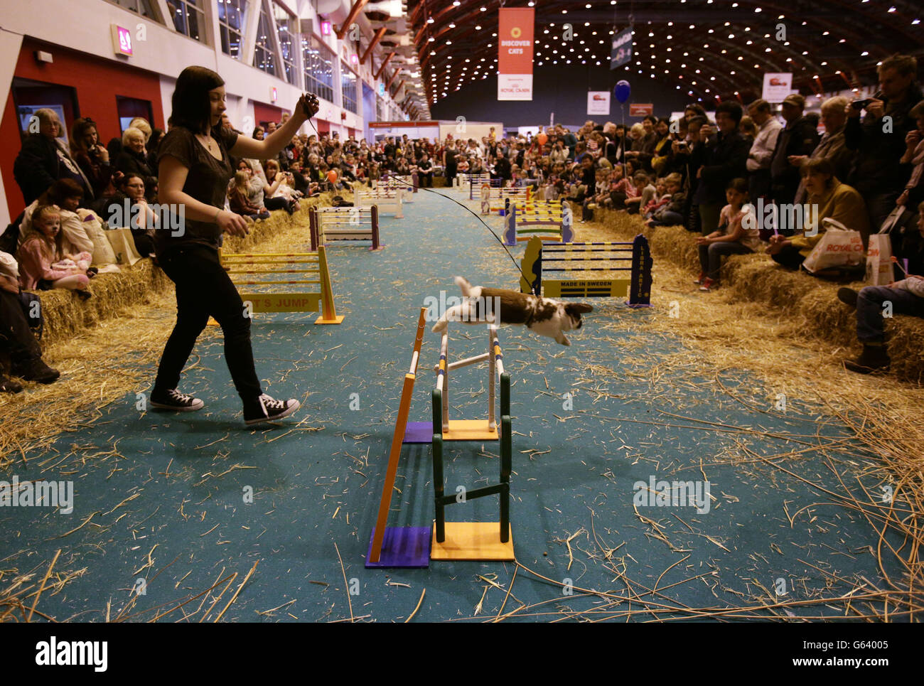 London Pet Show 2013. A rabbit show jumping display at the London Pet ...