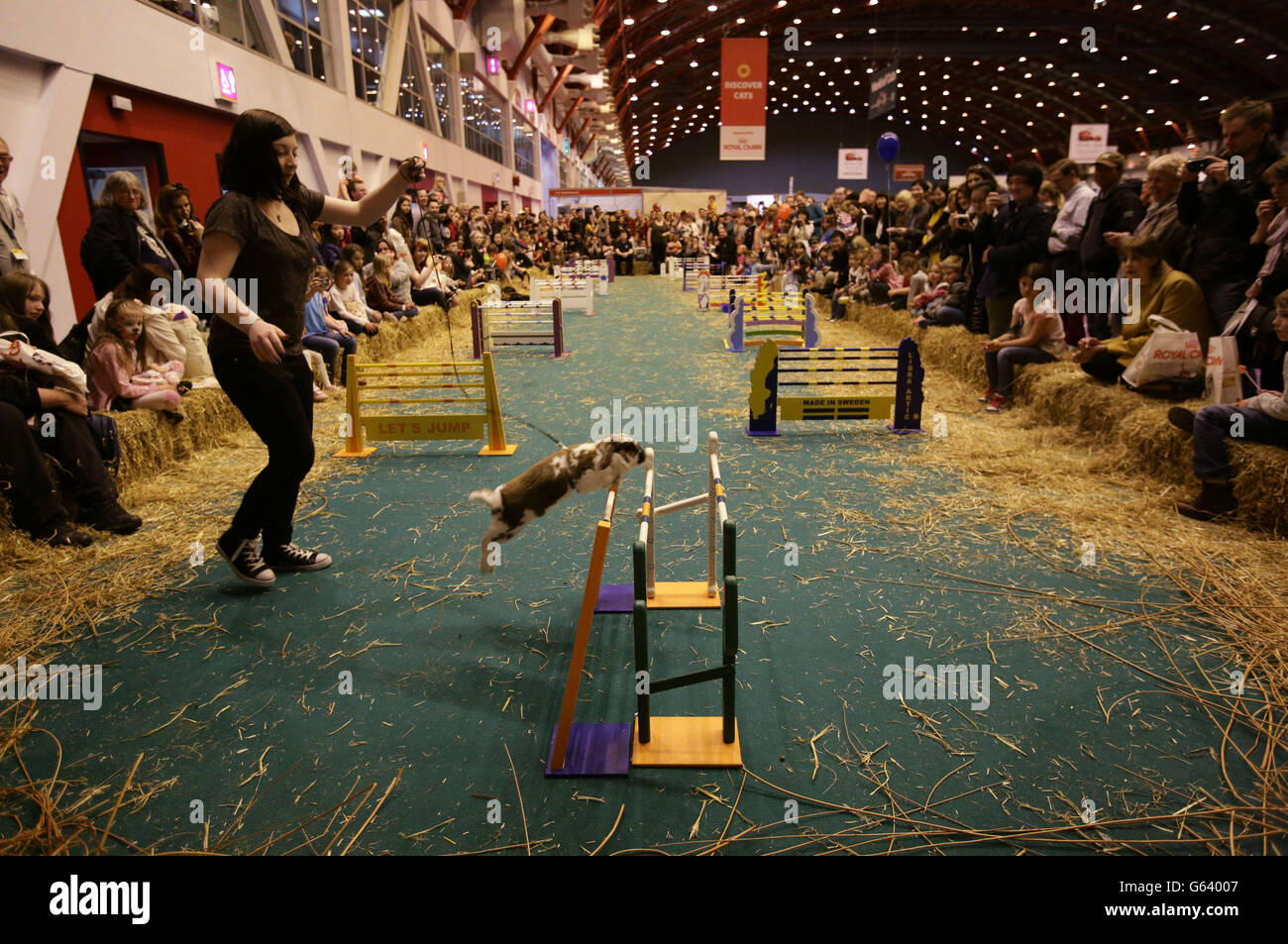 A rabbit show jumping display at the London Pet Show 2013, at Earls ...