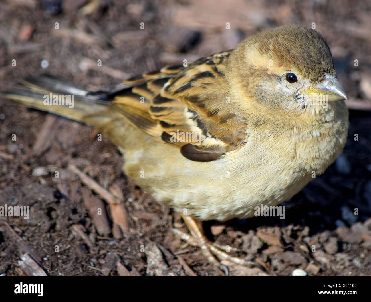 A House Sparrow in Washington DC Stock Photo - Alamy