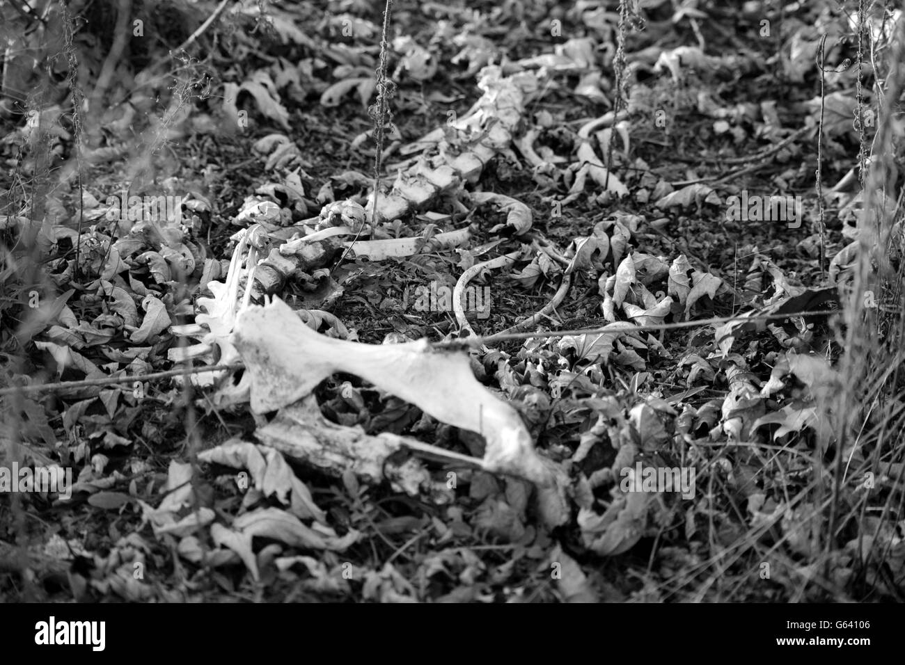 Remains skeletal Black and White Stock Photos & Images - Alamy