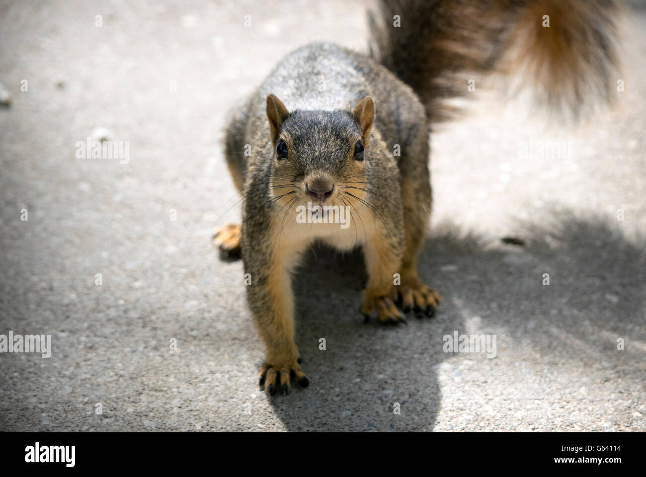 Staring contest hi-res stock photography and images - Alamy
