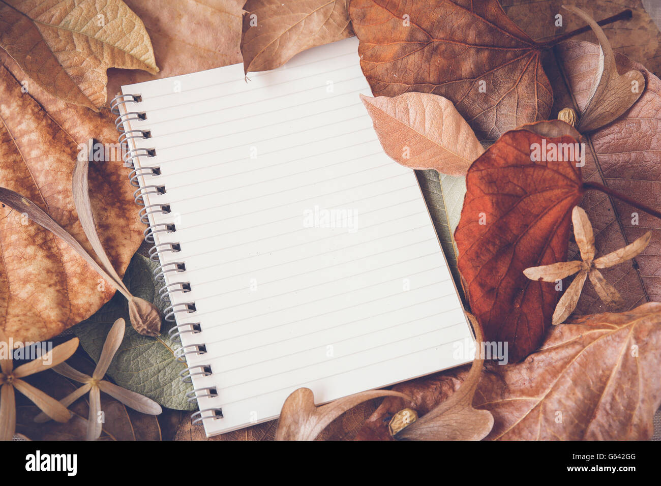 Notebook with leaves mock up, Autumn toning background Stock Photo - Alamy