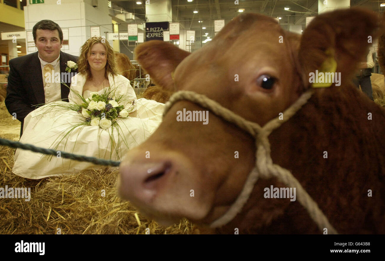Agriculture smiling couple cows bride groom cattle hi-res stock ...