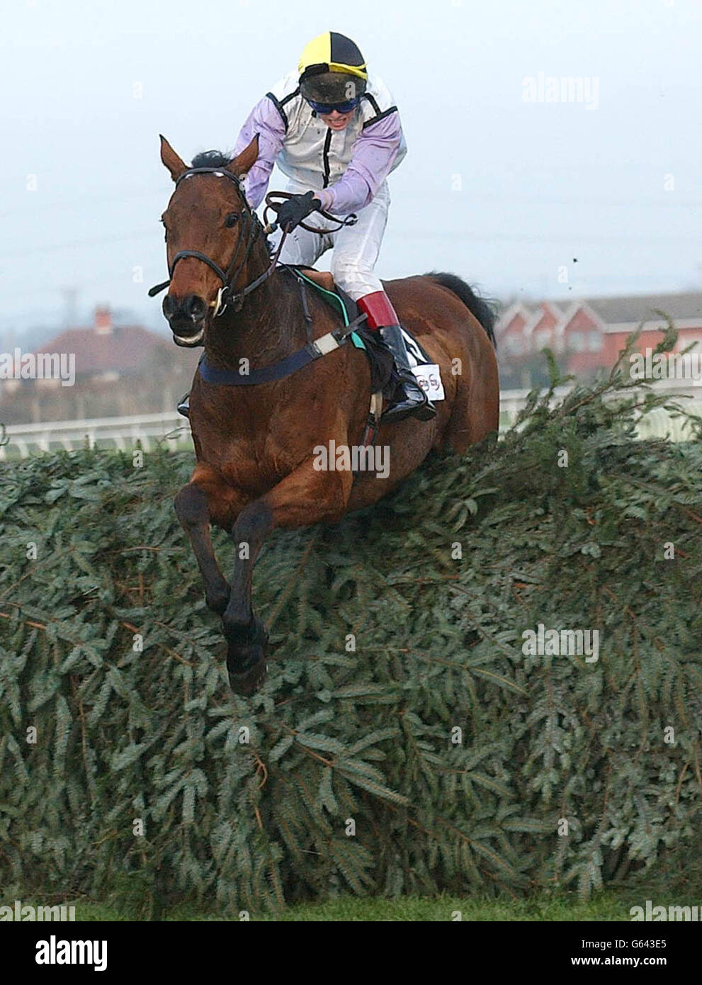 Ardent Scout - Aintree Racing Stock Photo - Alamy