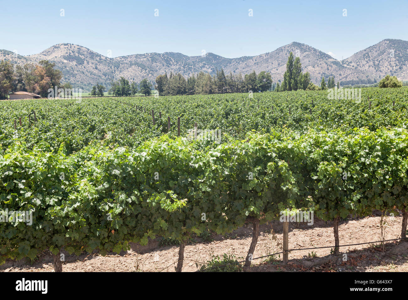 Vineyard Winery Santiago do Chile Stock Photo - Alamy