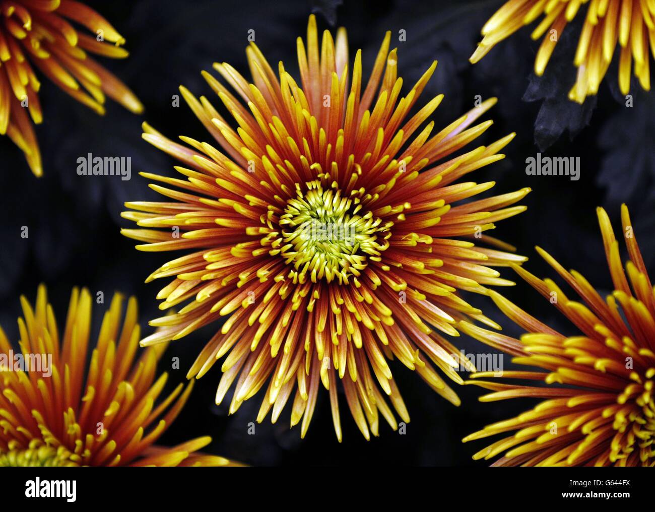 A Saffina Chrysanthemum on display at the RHS Chelsea Flower Show ...