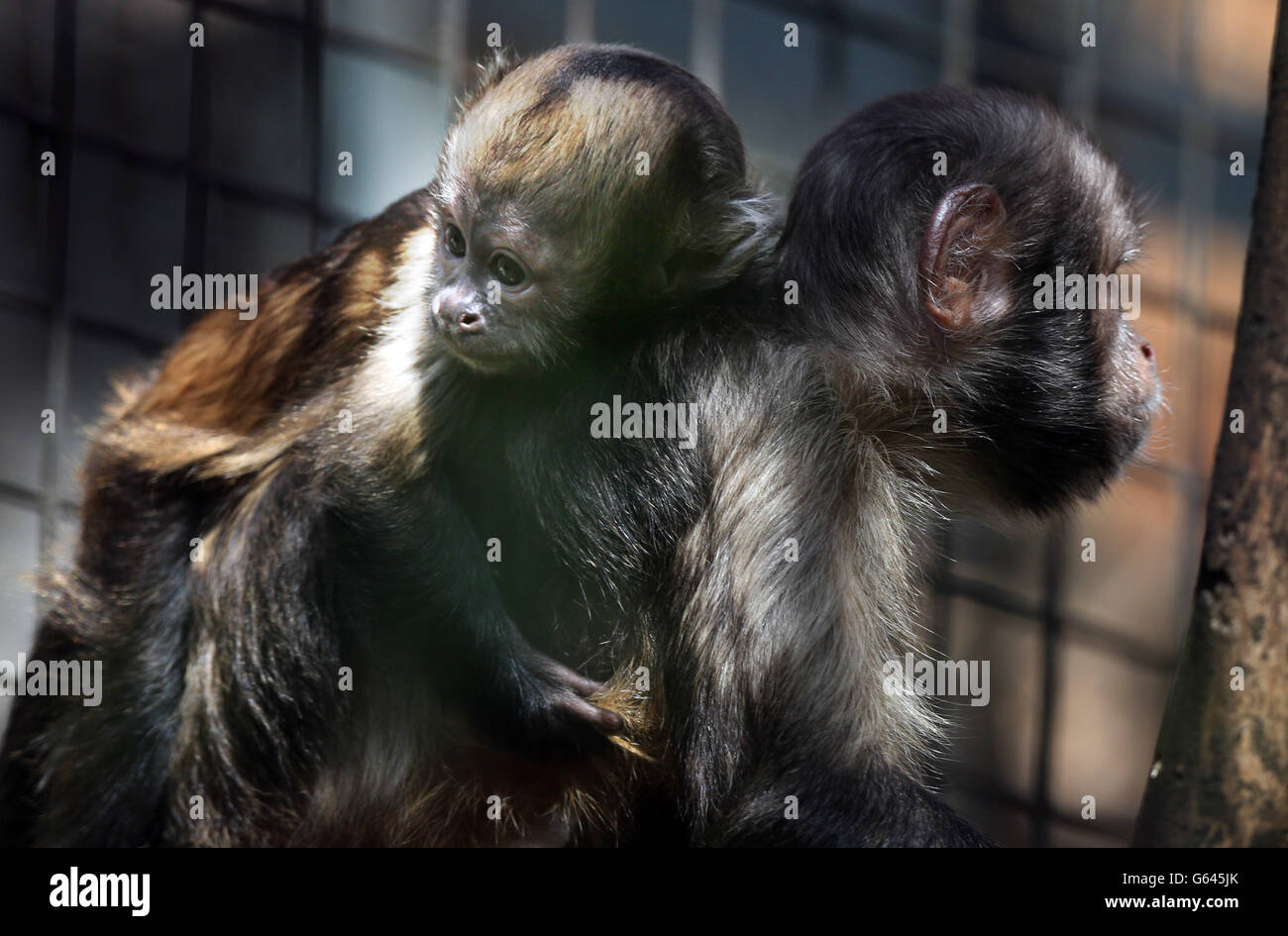 Yellow-breasted capuchin monkey Stock Photo - Alamy