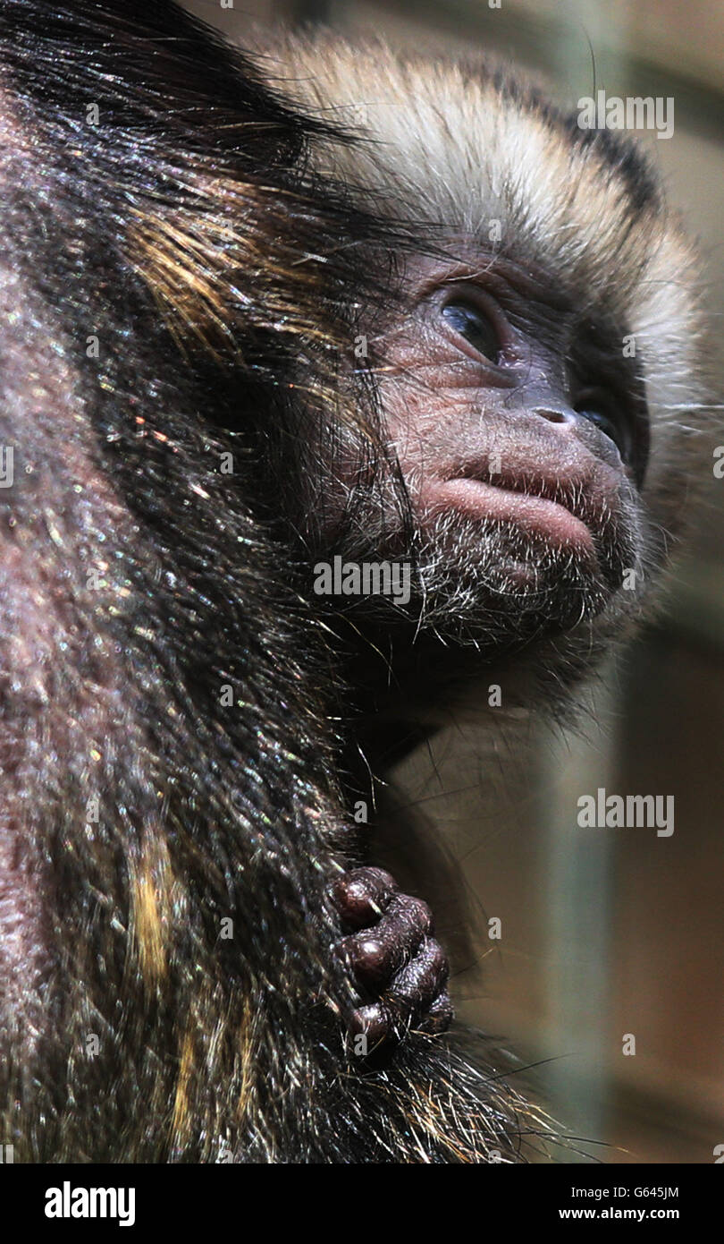Yellow-breasted capuchin monkey Stock Photo - Alamy