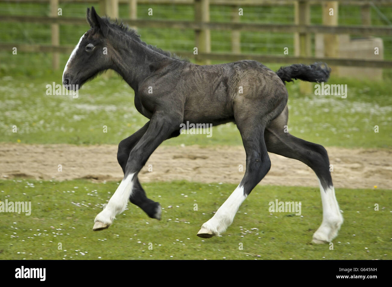 A yet unnamed shirehorse filly foal finds her feet and explores near ...