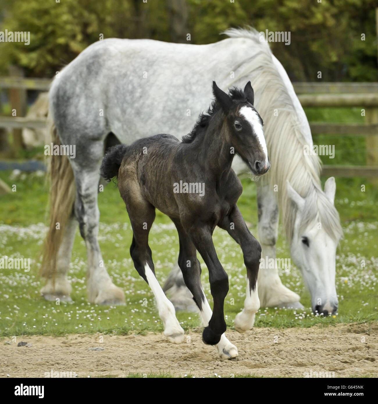 A yet unnamed shirehorse filly foal finds her feet and explores near ...