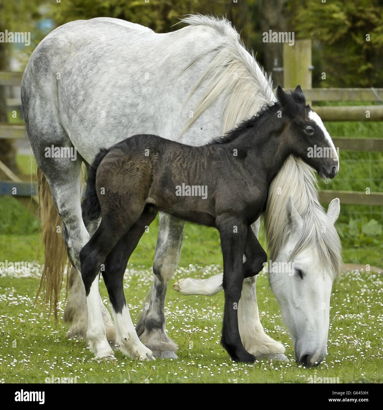 Baby foal at Crealy Great Adventure Park Stock Photo - Alamy