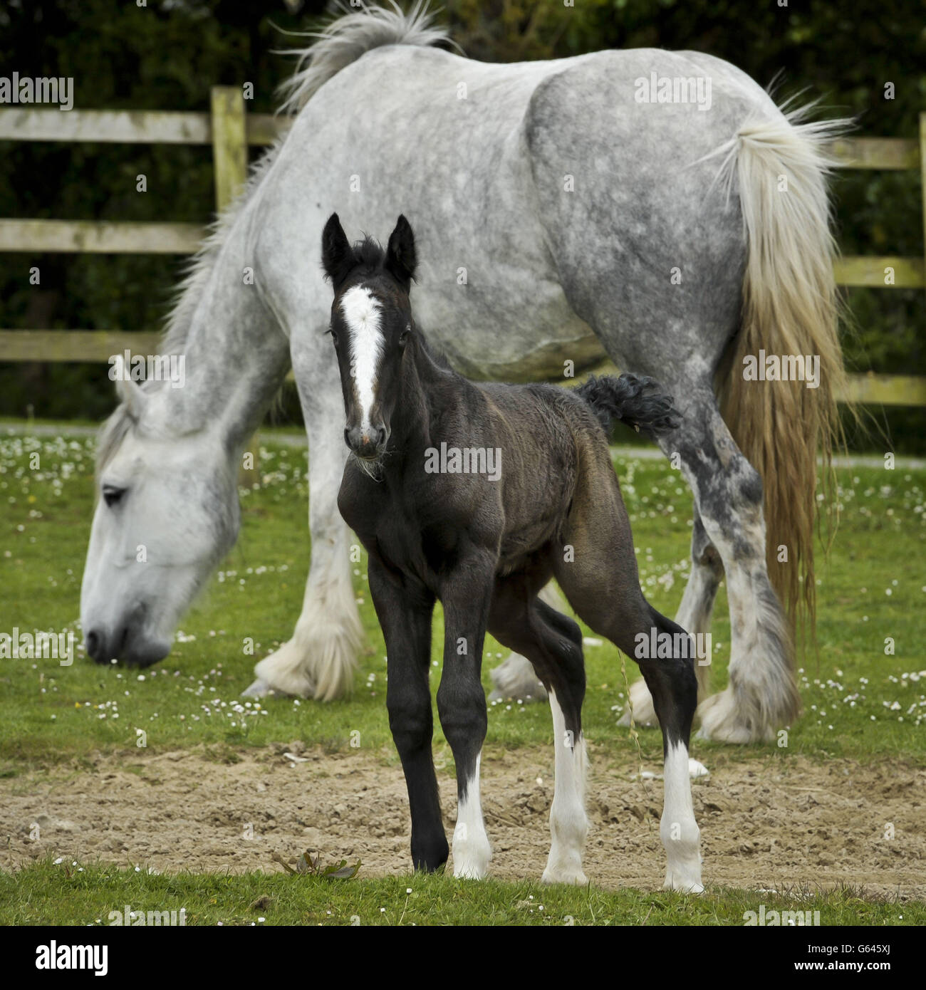 A yet unnamed shire horse filly foal finds her feet and explores near ...