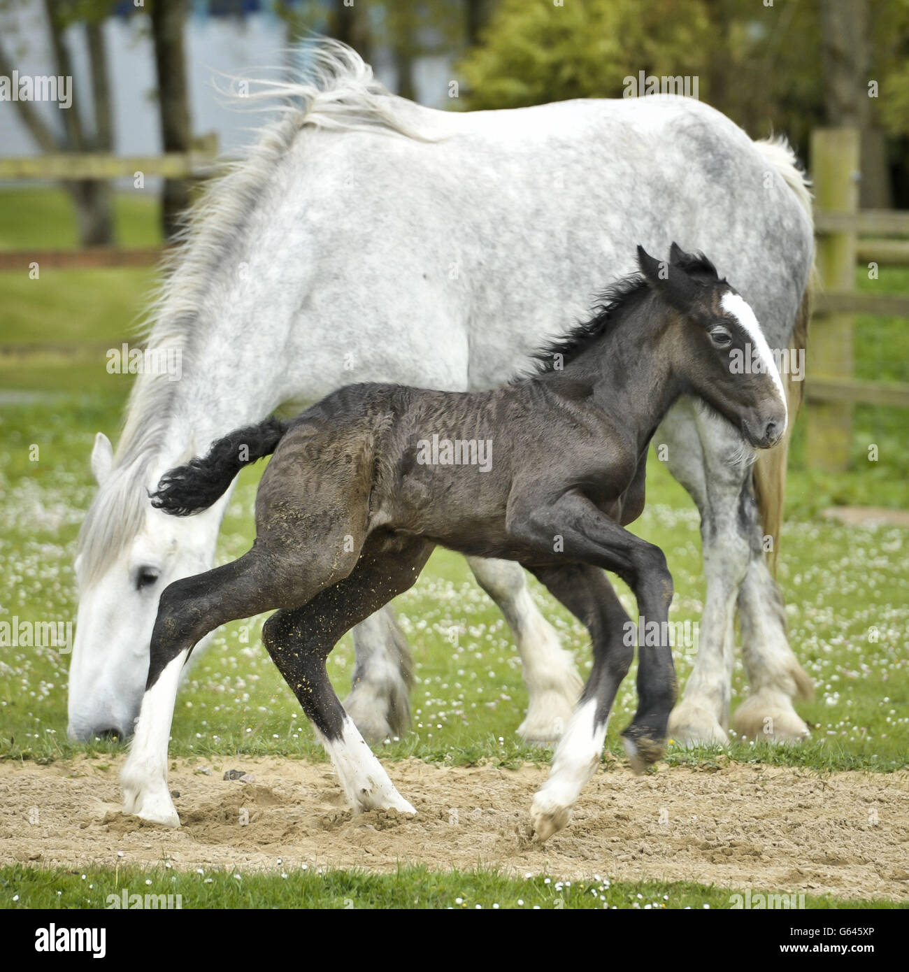 Baby foal at Crealy Great Adventure Park Stock Photo - Alamy