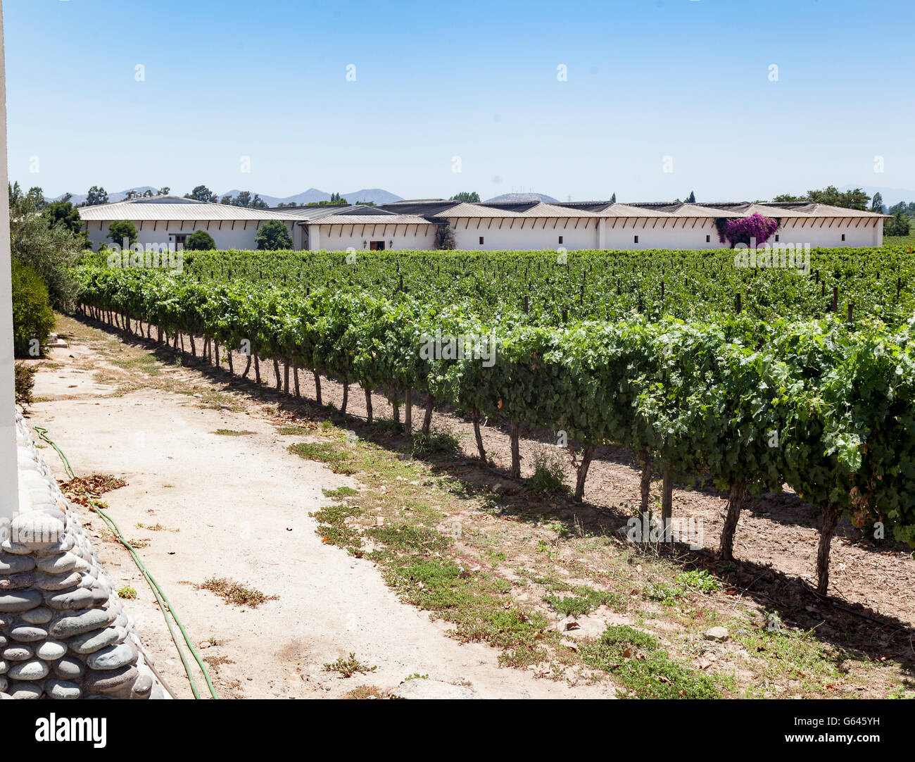 Vineyard Winery Santiago do Chile Stock Photo - Alamy